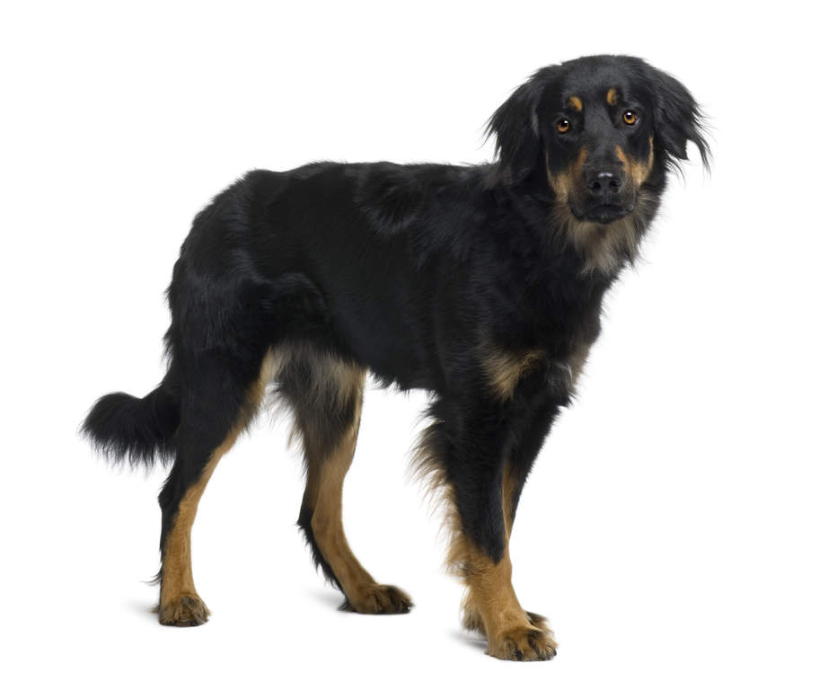 Hovawart Honden