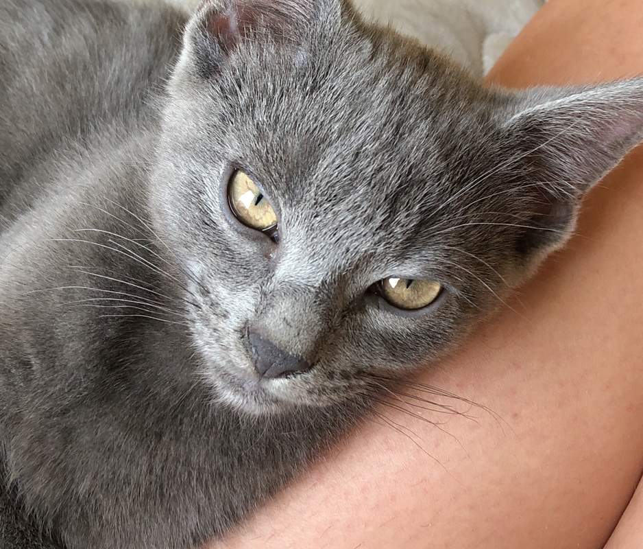 Blauwe rus | Katten | Rasinformatie | Omlet