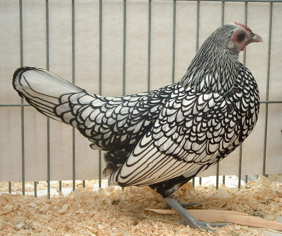 Sebright te koop | Kippen | Rasinformatie | Omlet