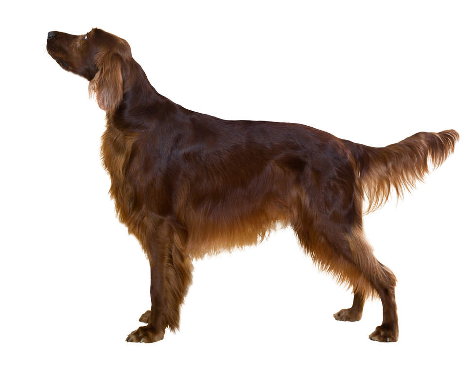 Ierse setter Honden