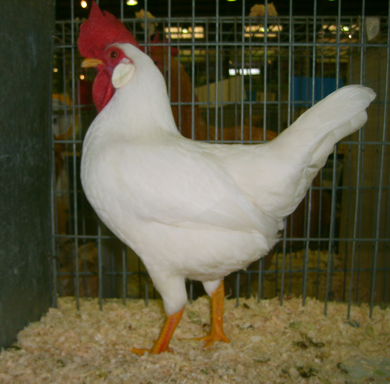 Leghorn te koop | Kippen | Rasinformatie | Omlet