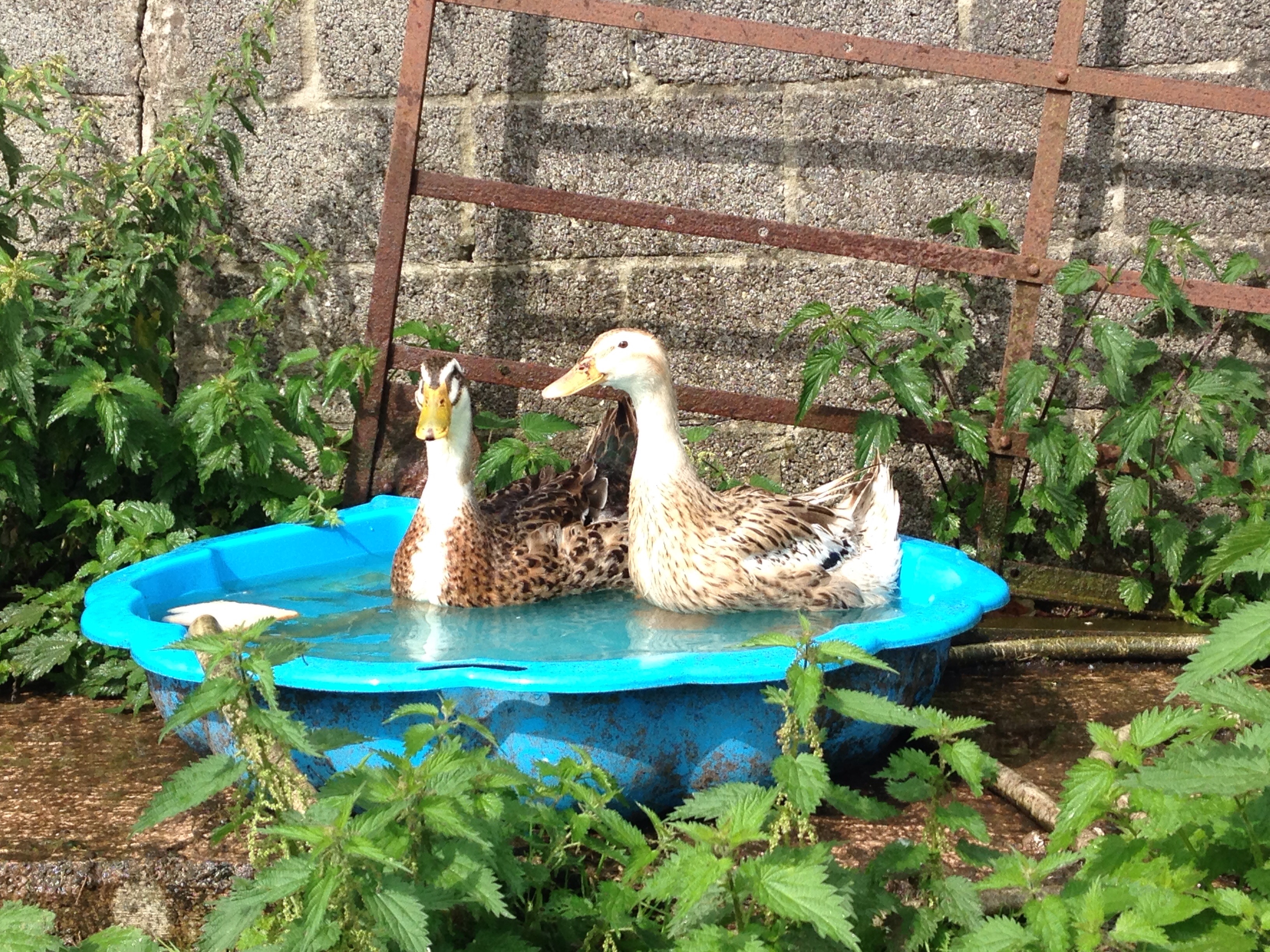 Appleyard te koop | Eenden | Rasinformatie | Omlet