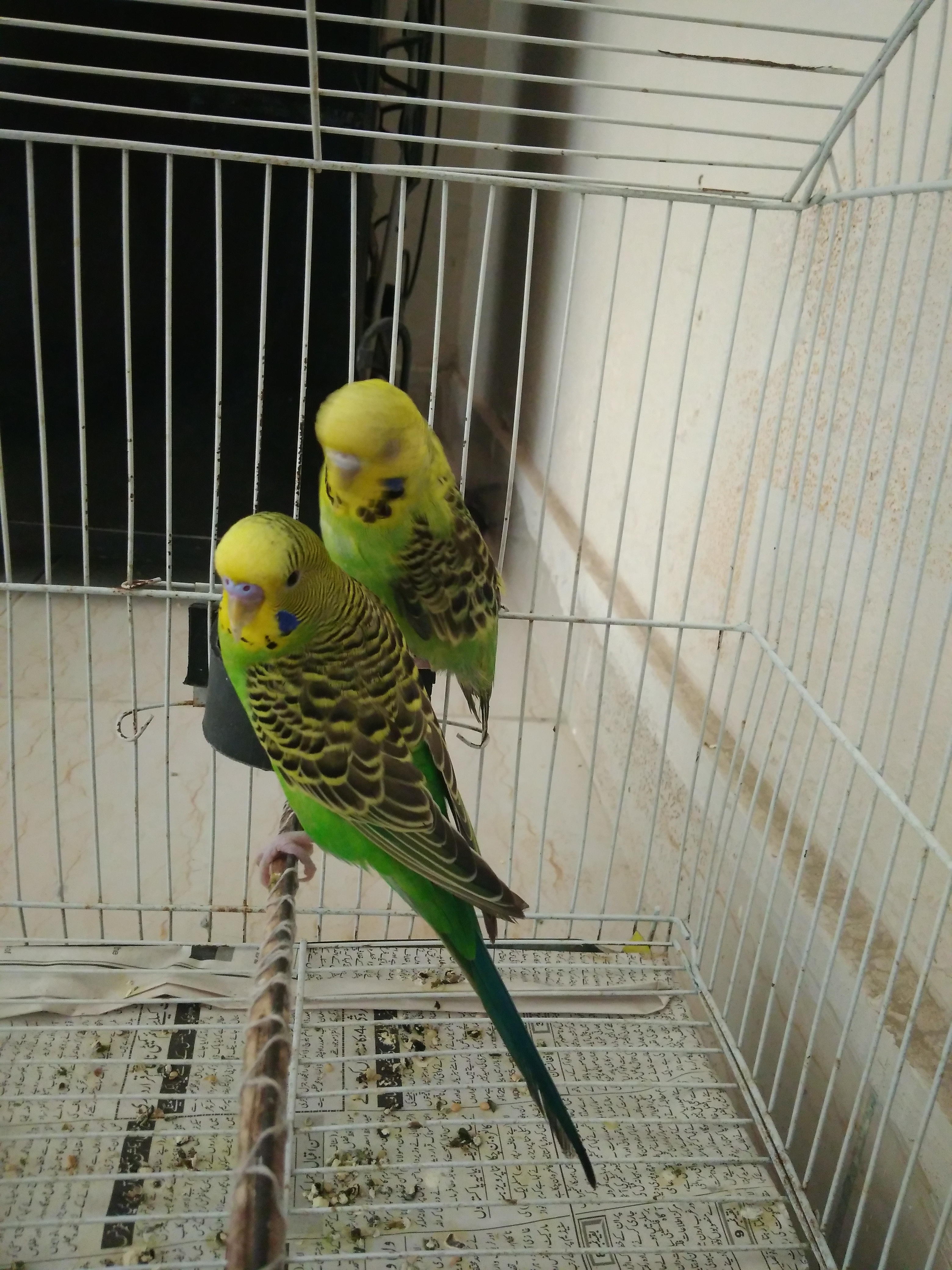 Tips voor het houden van parkieten voor beginners | Parkieten houden ...