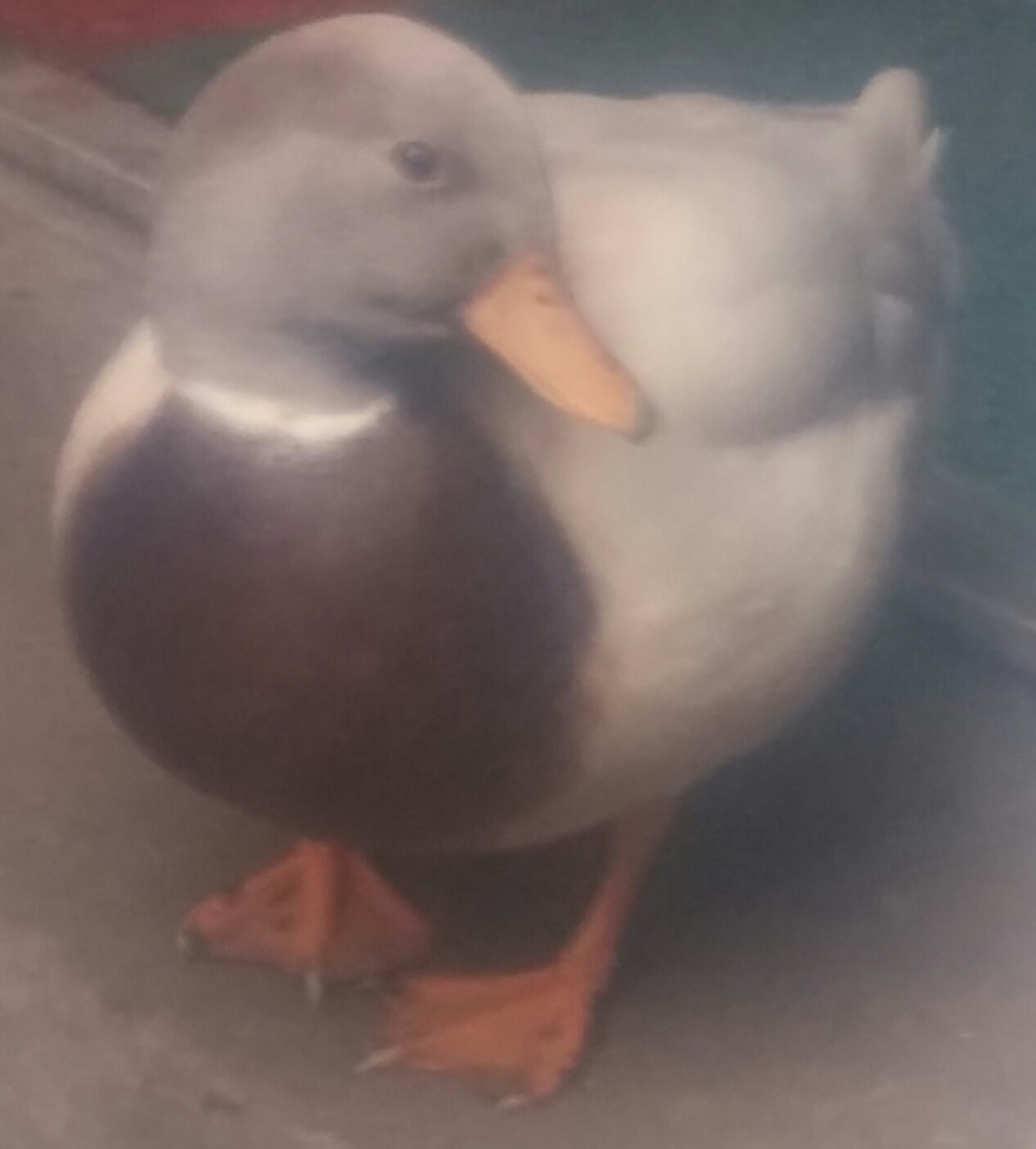 Hollandse kwaker | Eenden | Rasinformatie | Omlet