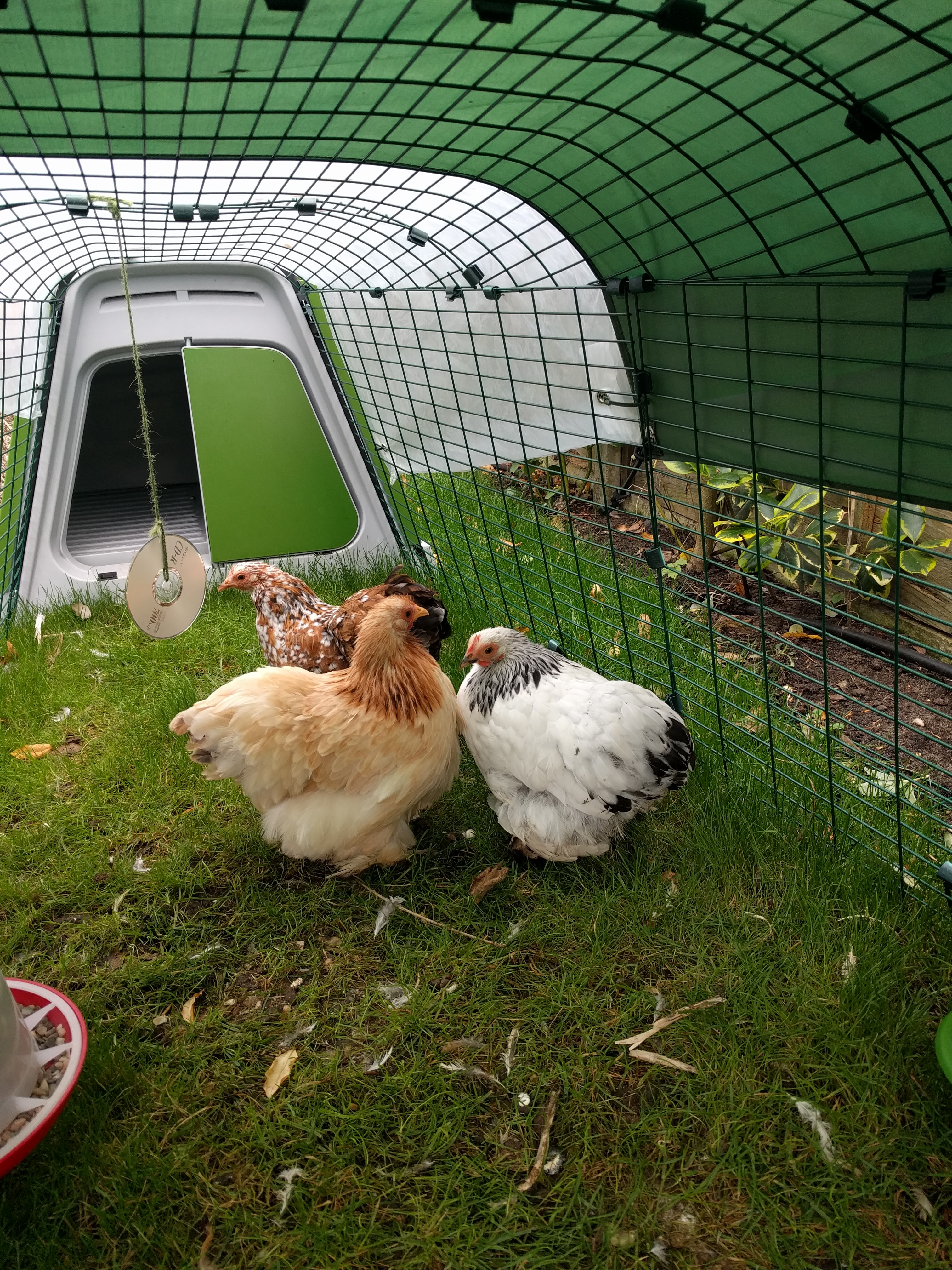 Kippen | Gidsen | Omlet