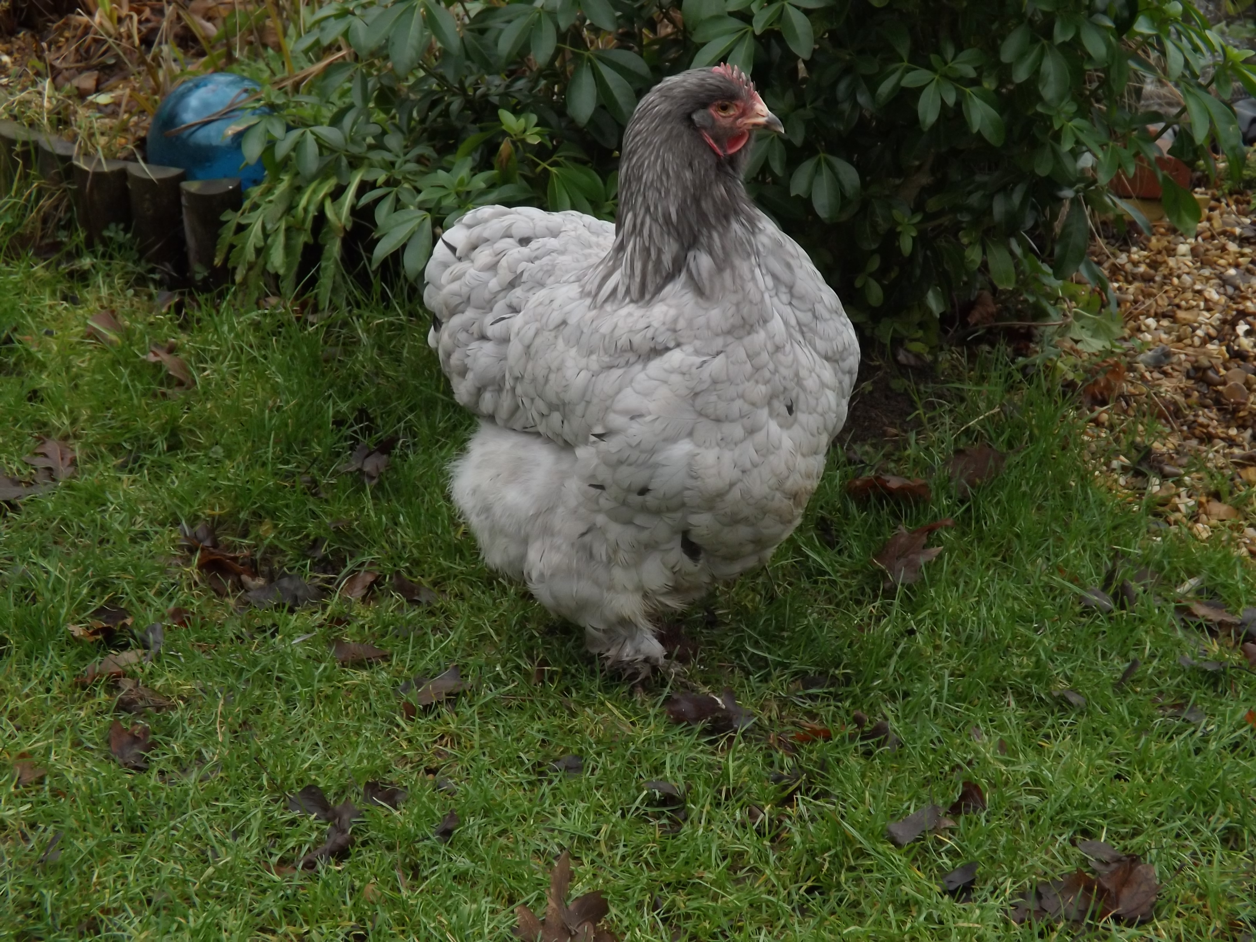 Cochin te koop | Kippen | Rasinformatie | Omlet