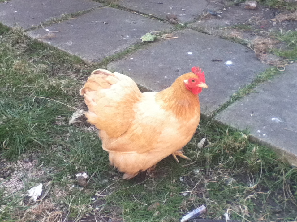 Cochin te koop | Kippen | Rasinformatie | Omlet