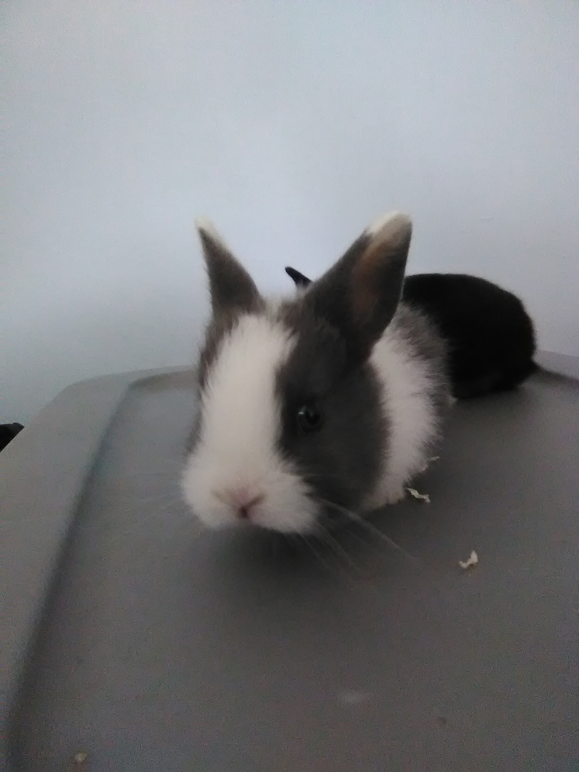 Hollander te koop | Konijnen | Rasinformatie | Omlet