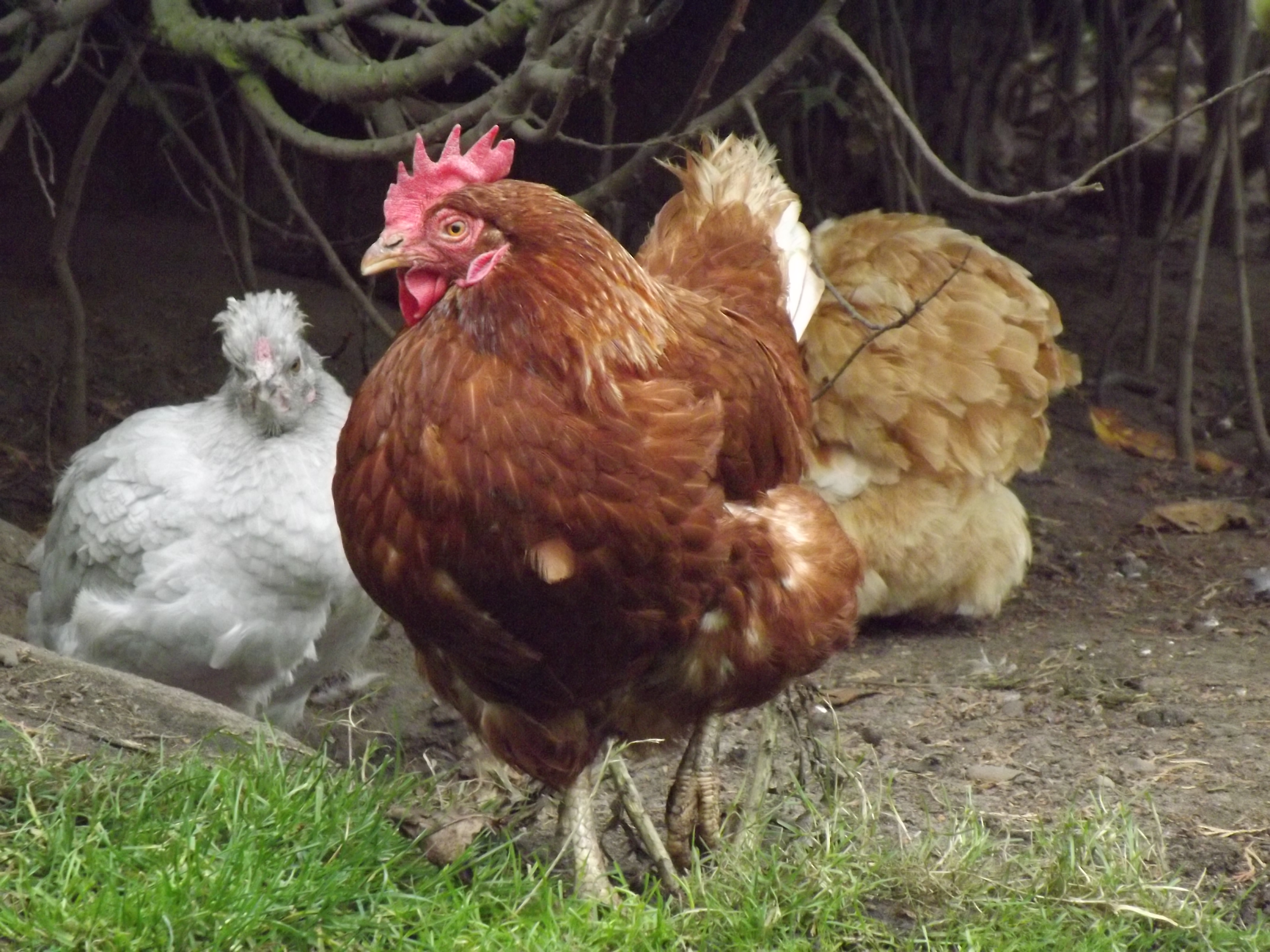 Ex-legkip te koop | Kippen | Rasinformatie | Omlet