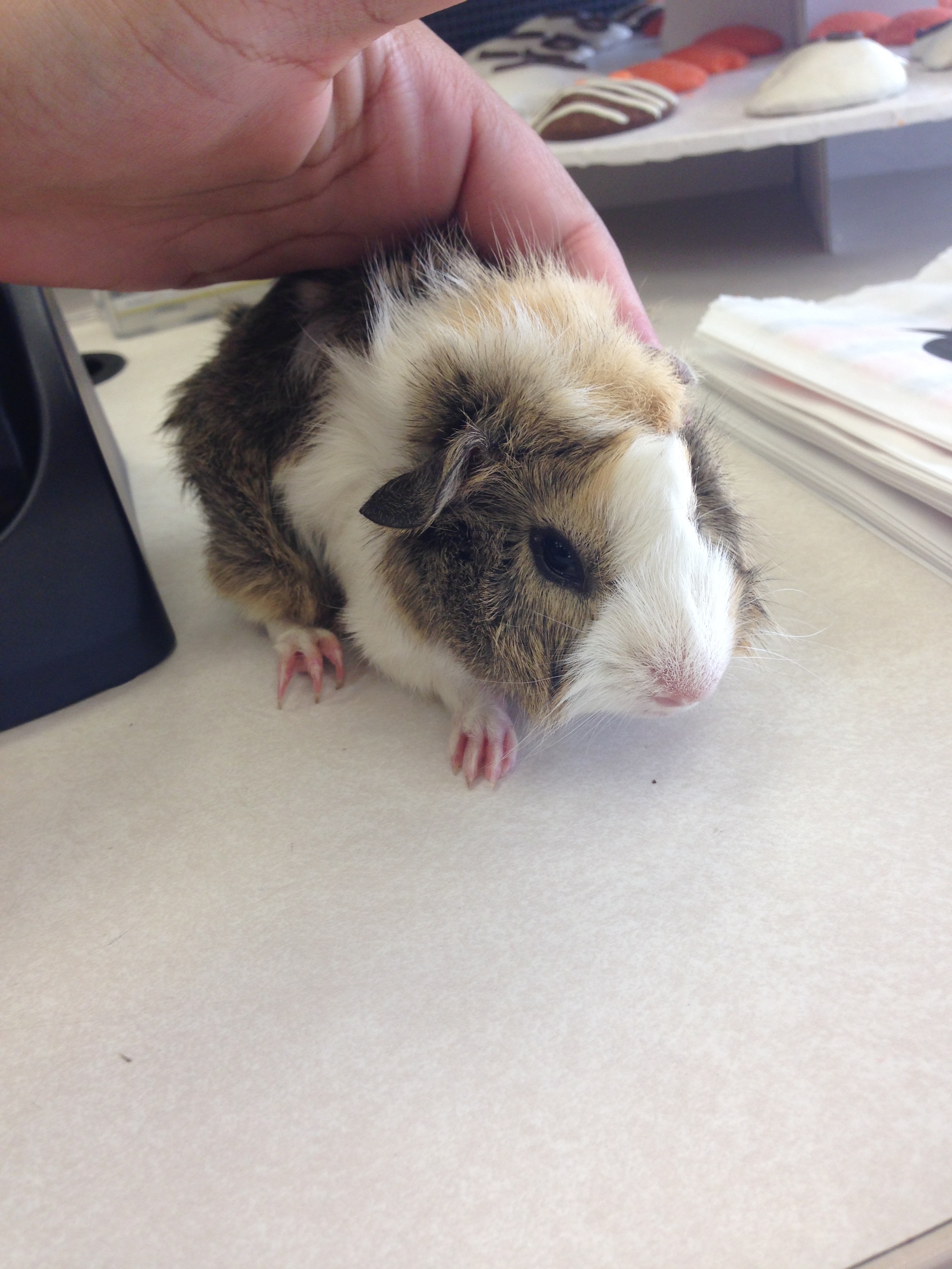 Cavia's van kop tot teen | Cavia's | Cavia's | Gidsen | Omlet NL