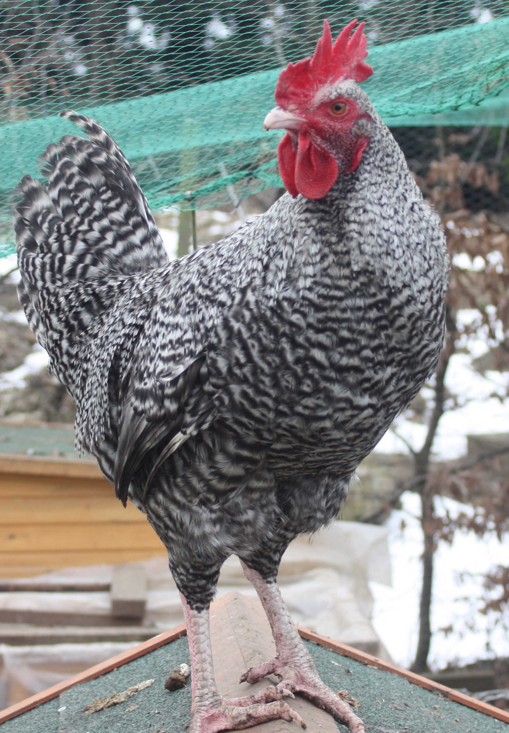 Marans te koop | Kippen | Rasinformatie | Omlet