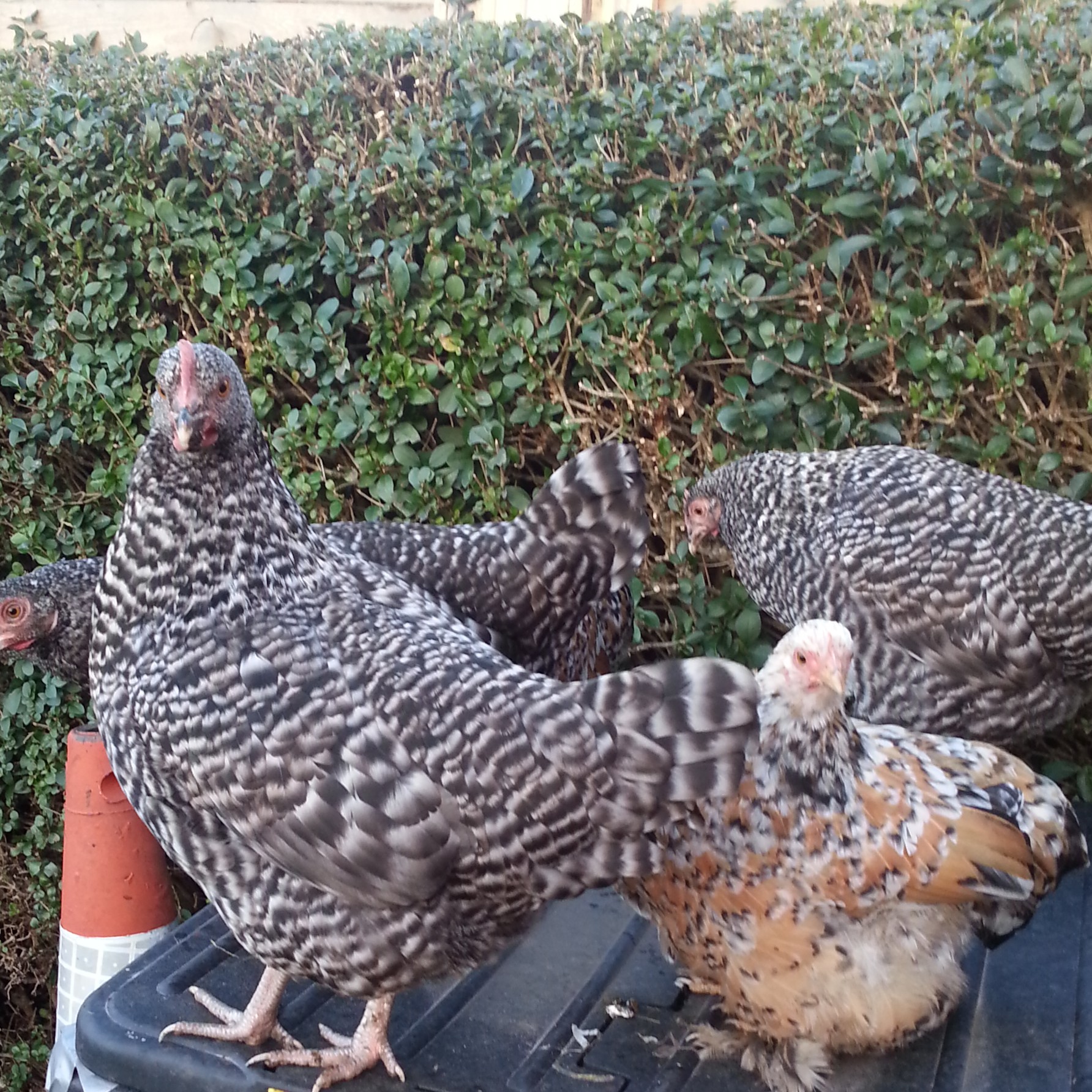 Marans te koop | Kippen | Rasinformatie | Omlet