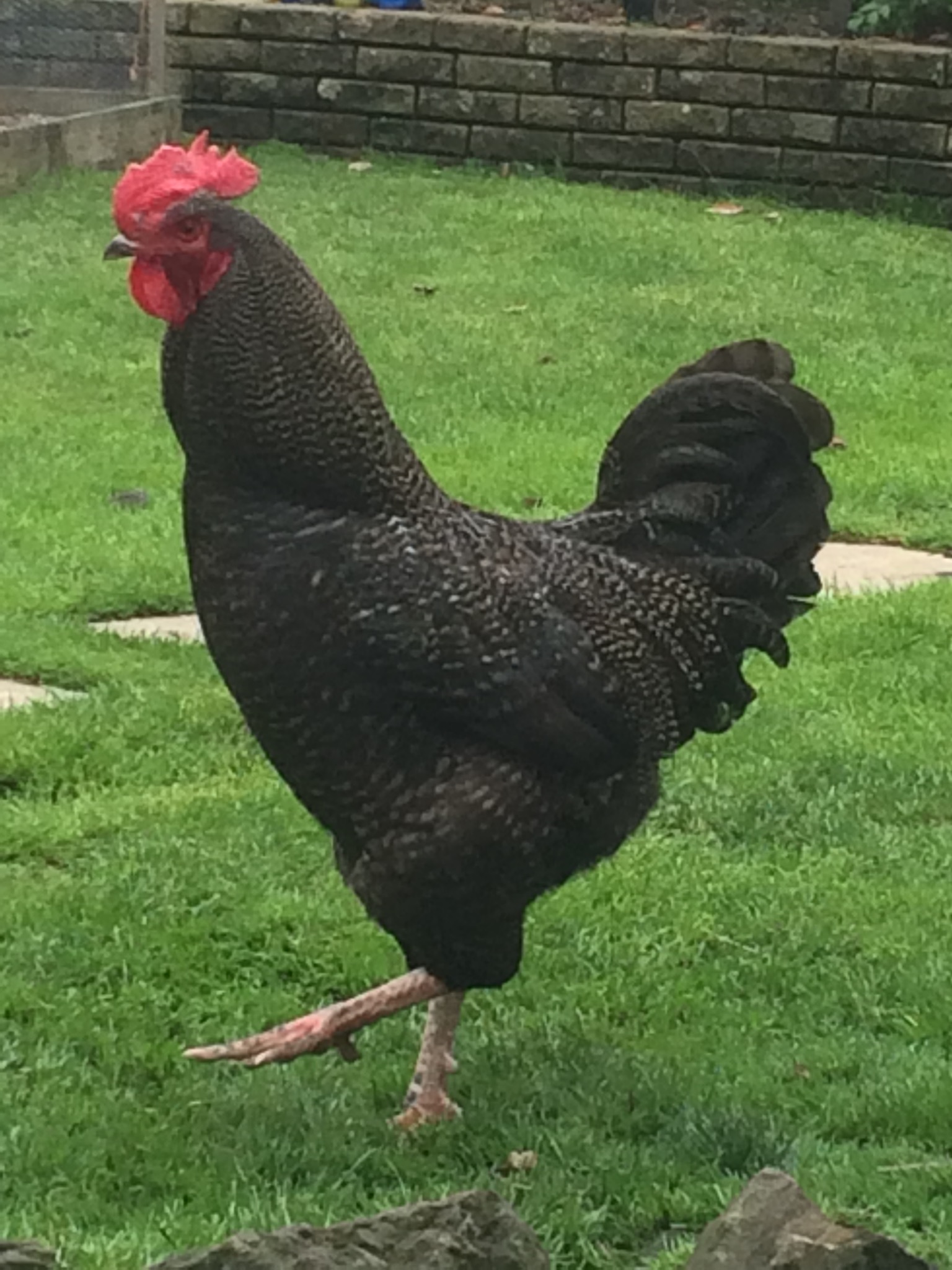 Marans te koop | Kippen | Rasinformatie | Omlet