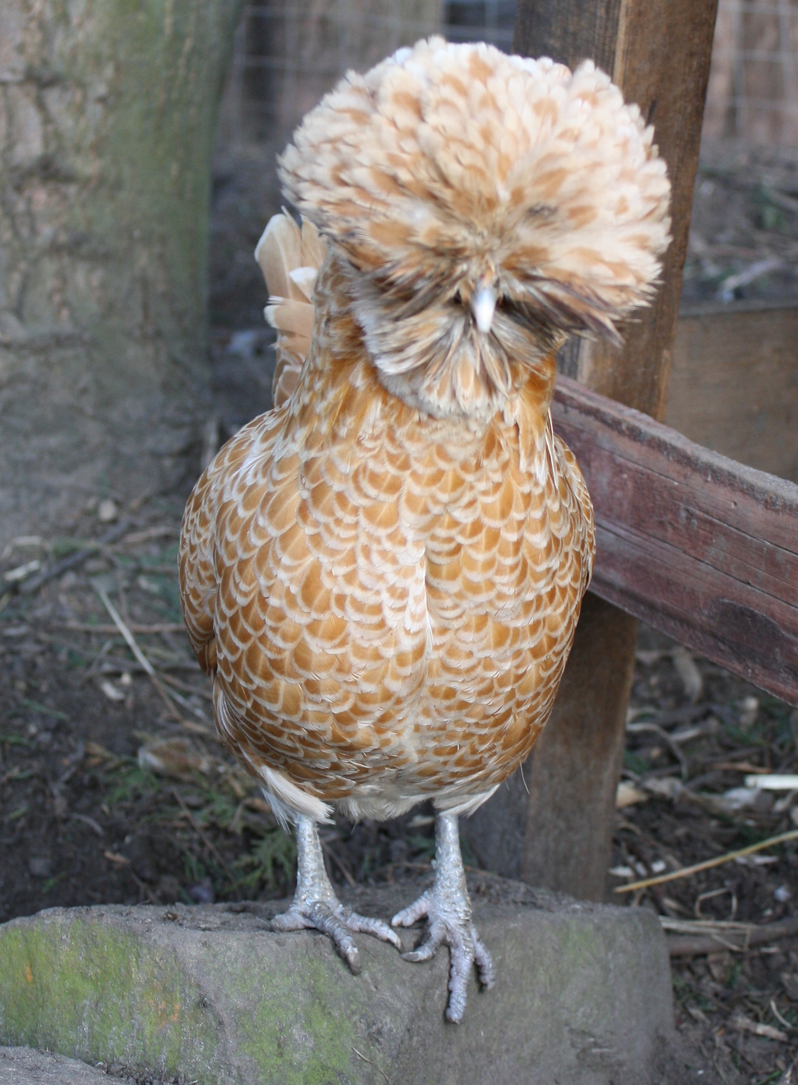 Hollands kuifhoen te koop | Kippen | Rasinformatie | Omlet