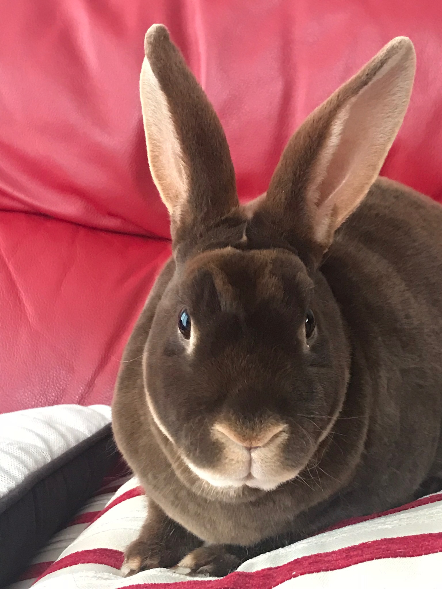 Rex te koop | Konijnen | Rasinformatie | Omlet