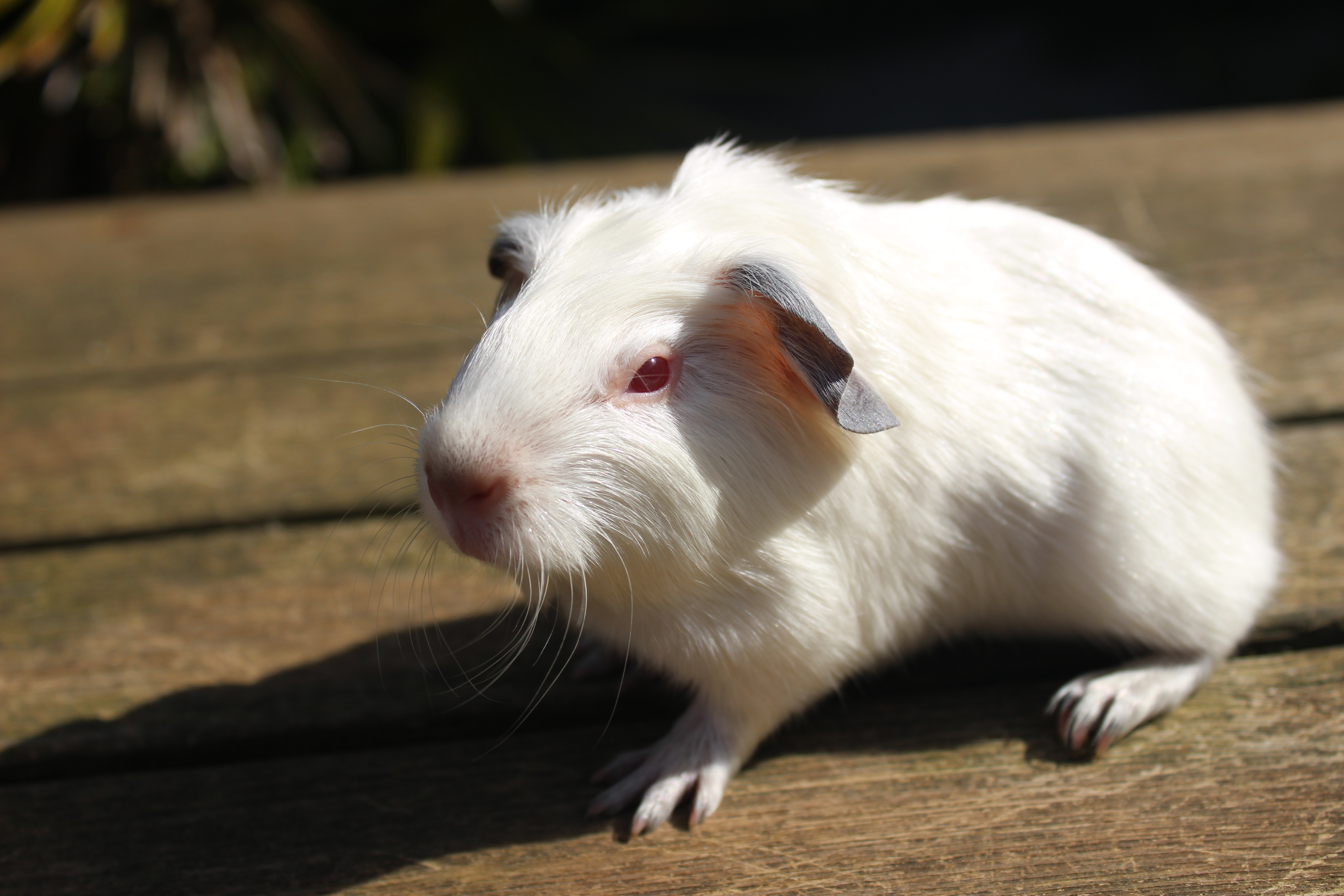 Satijnharige cavia te koop | Cavia's | Rasinformatie | Omlet